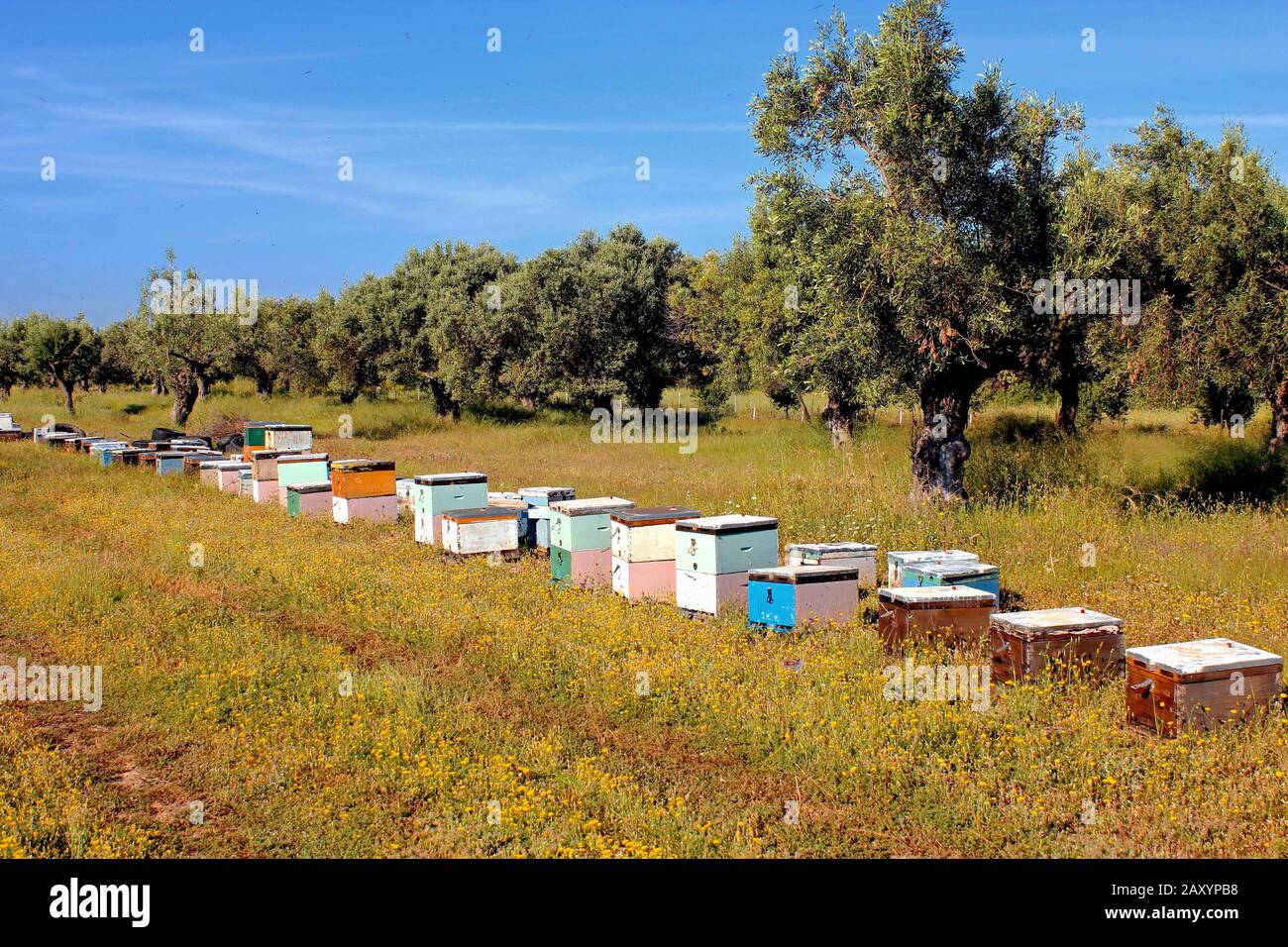 Bee hives in farm field hi-res stock photography and images - Alamy