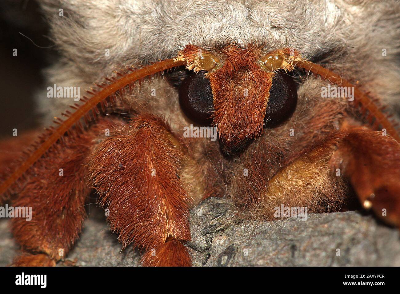 Gum emperor eucalyptus moth portrait Stock Photo - Alamy