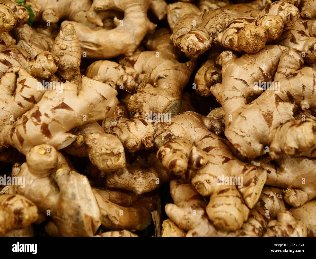 Closeup root ginger Stock Photo - Alamy