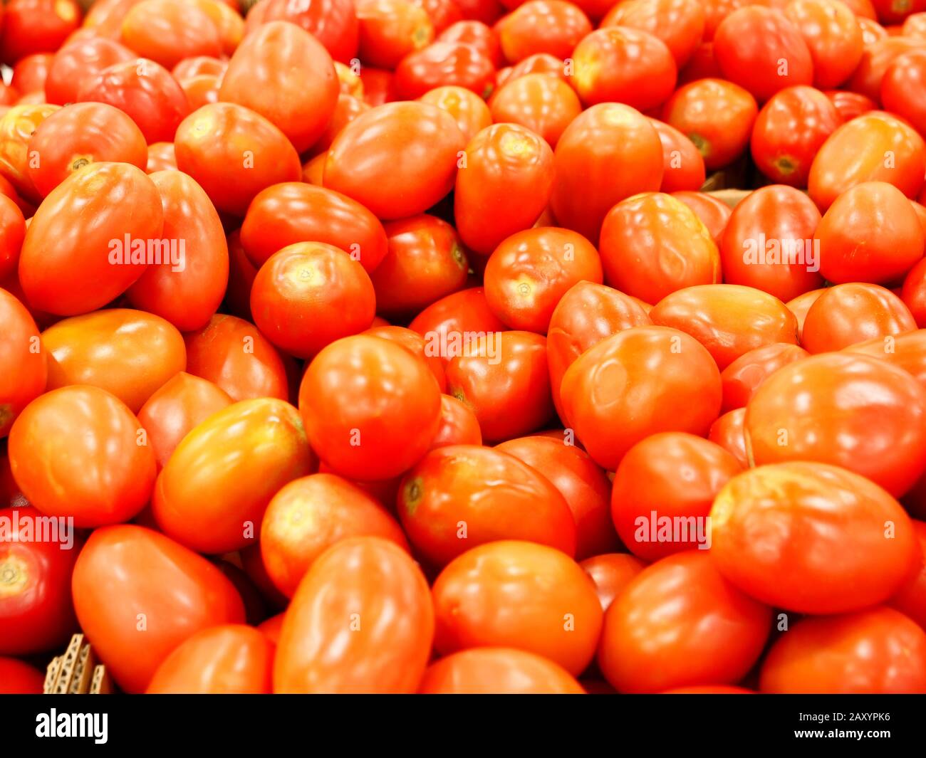 Roma tomatoes growing hi-res stock photography and images - Alamy
