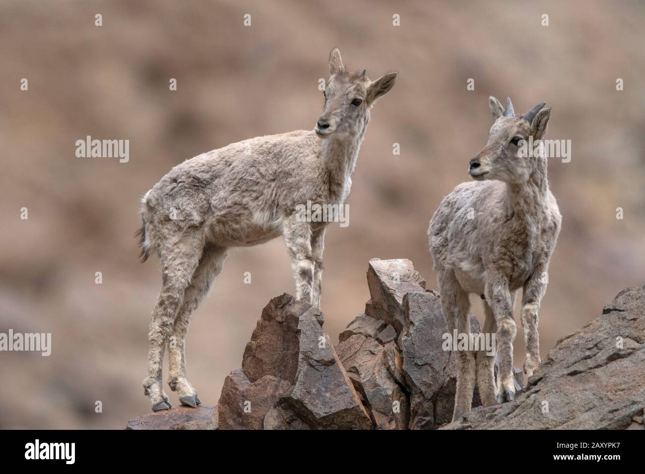 Blue Sheep or bharal, Pseudois nayaur, Ladakh, Jammu and Kashmir, India ...