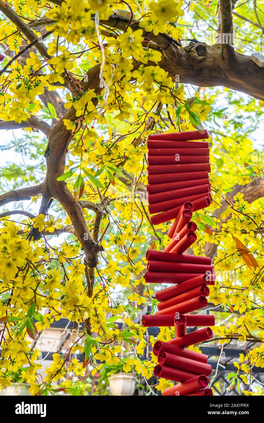 Firecrackers hanging on apricot blossom tree in Lunar New Year Stock ...
