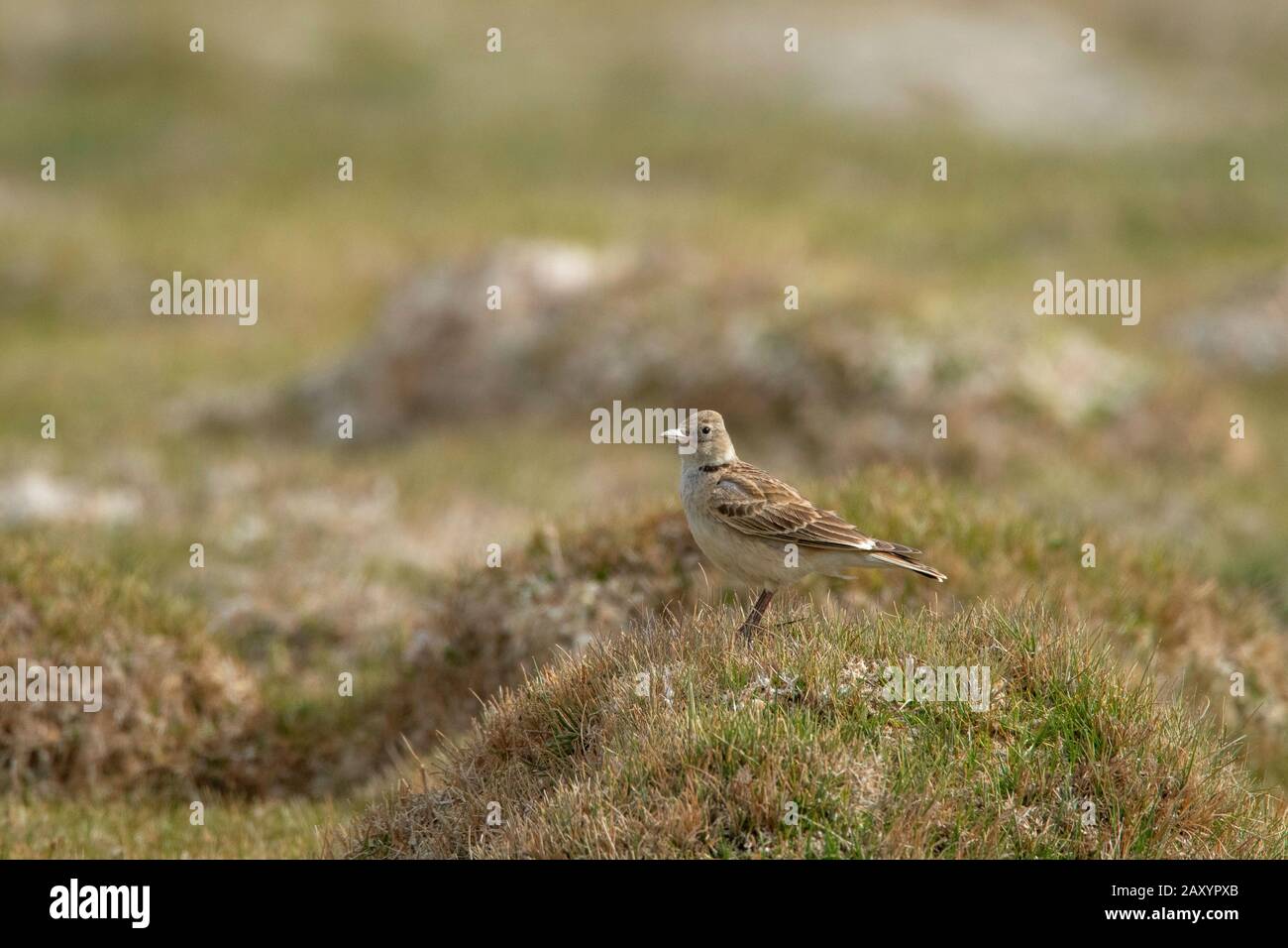 Tibetan Lark, Melanocorypha maxima, Ladakh, Jammu and Kashmir, India ...