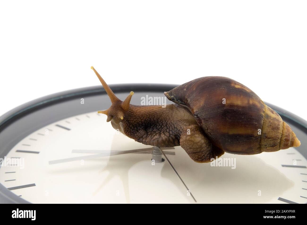 Snail crossing a circular clock dial in close up isolated on white in a ...