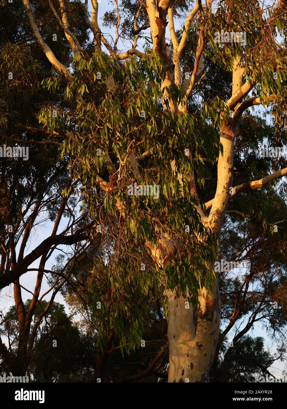 Impact dryness australia hi-res stock photography and images - Alamy