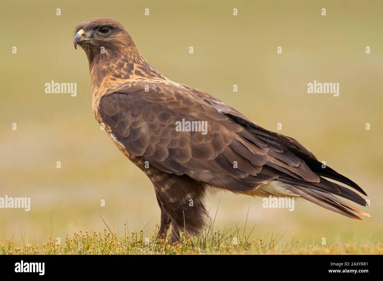 Upland Buzzard, Buteo hemilasius, Ladakh, India Stock Photo - Alamy