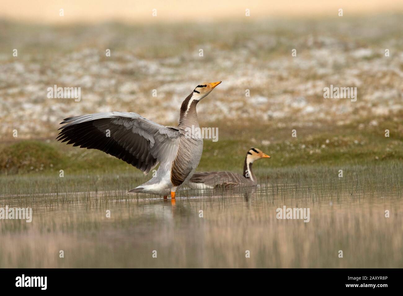 Bar-headed Goose, Anser indicus, Breeding, Ladakh, India Stock Photo ...