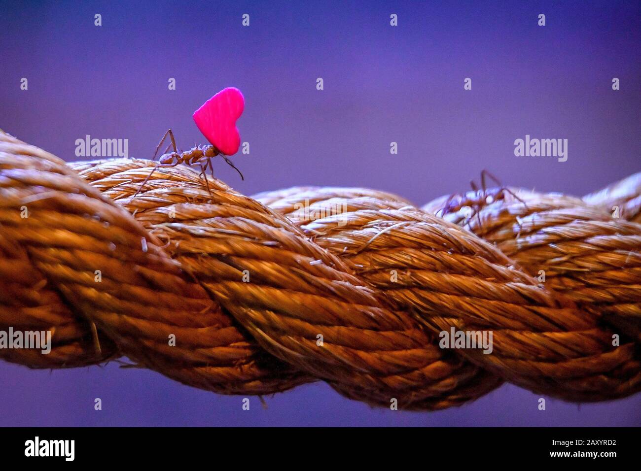 A leafcutter ant carries a miniature heart-shaped rose petal back to ...