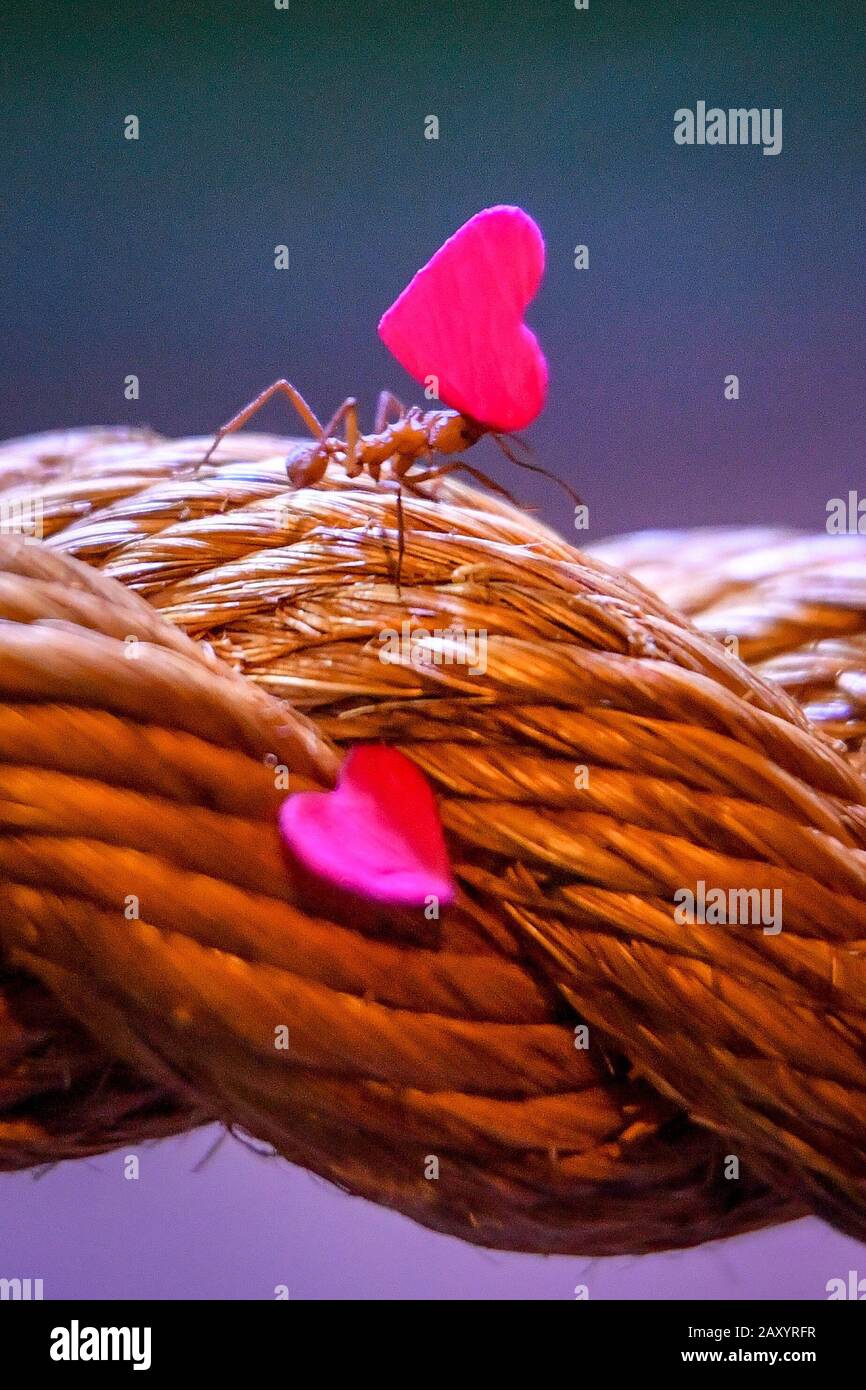 A leafcutter ant carries a miniature heart-shaped rose petal back to ...