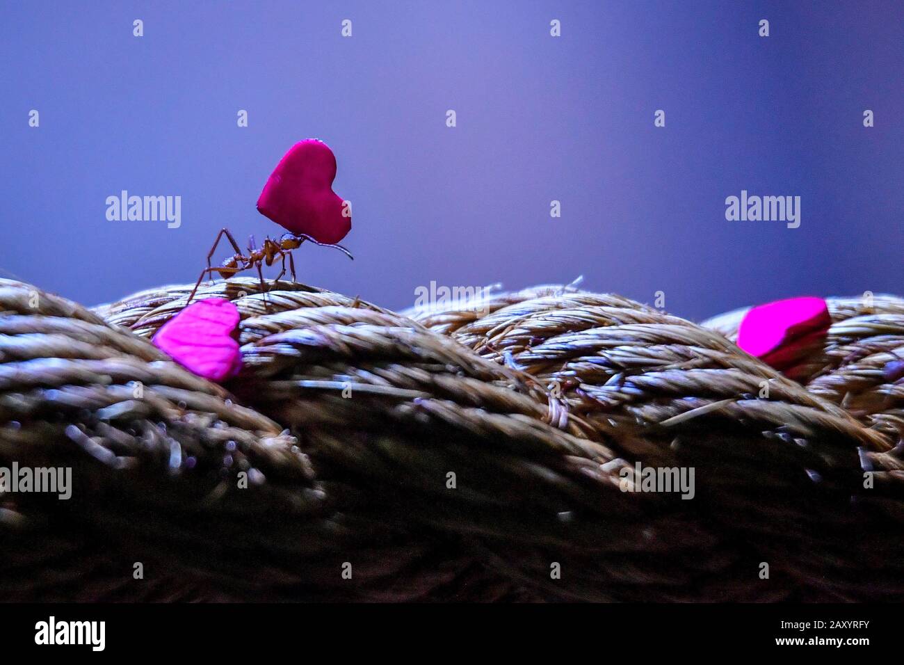 A leafcutter ant carries a miniature heart-shaped rose petal back to ...