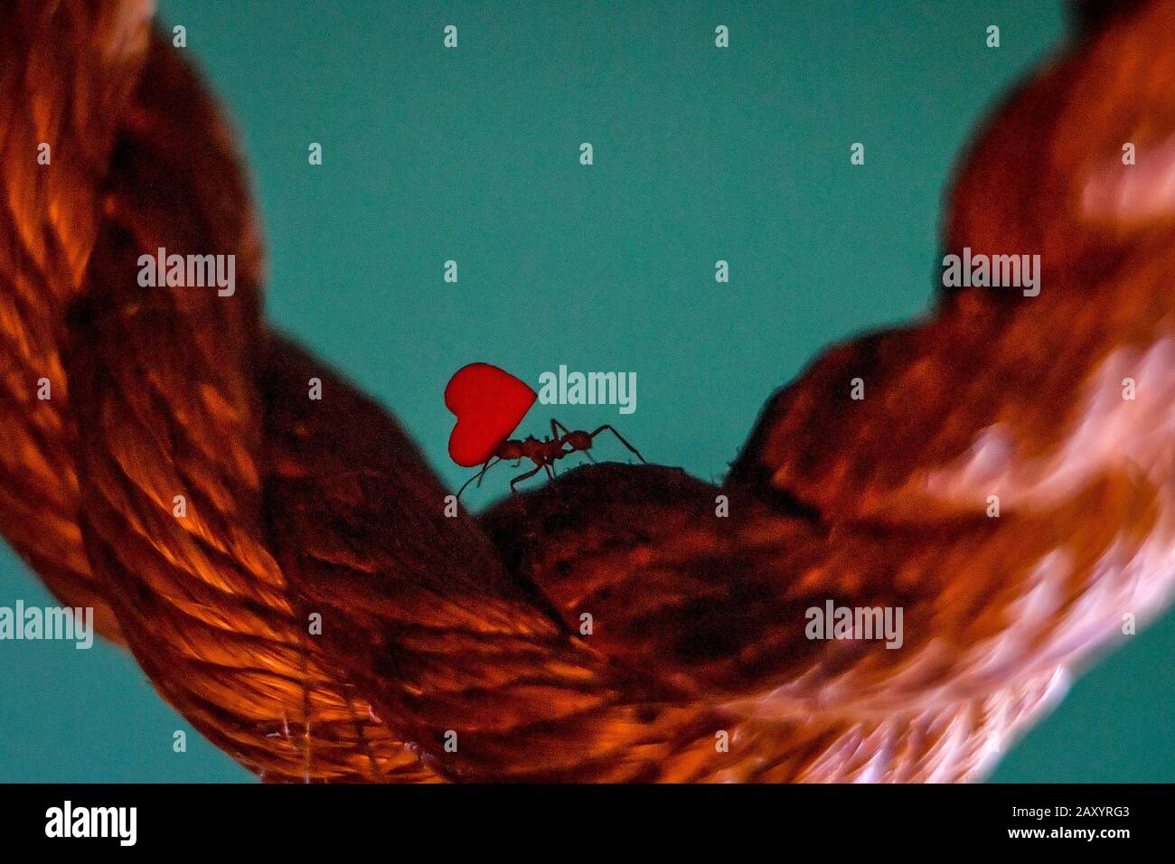 A leafcutter ant carries a miniature heart-shaped rose petal back to ...