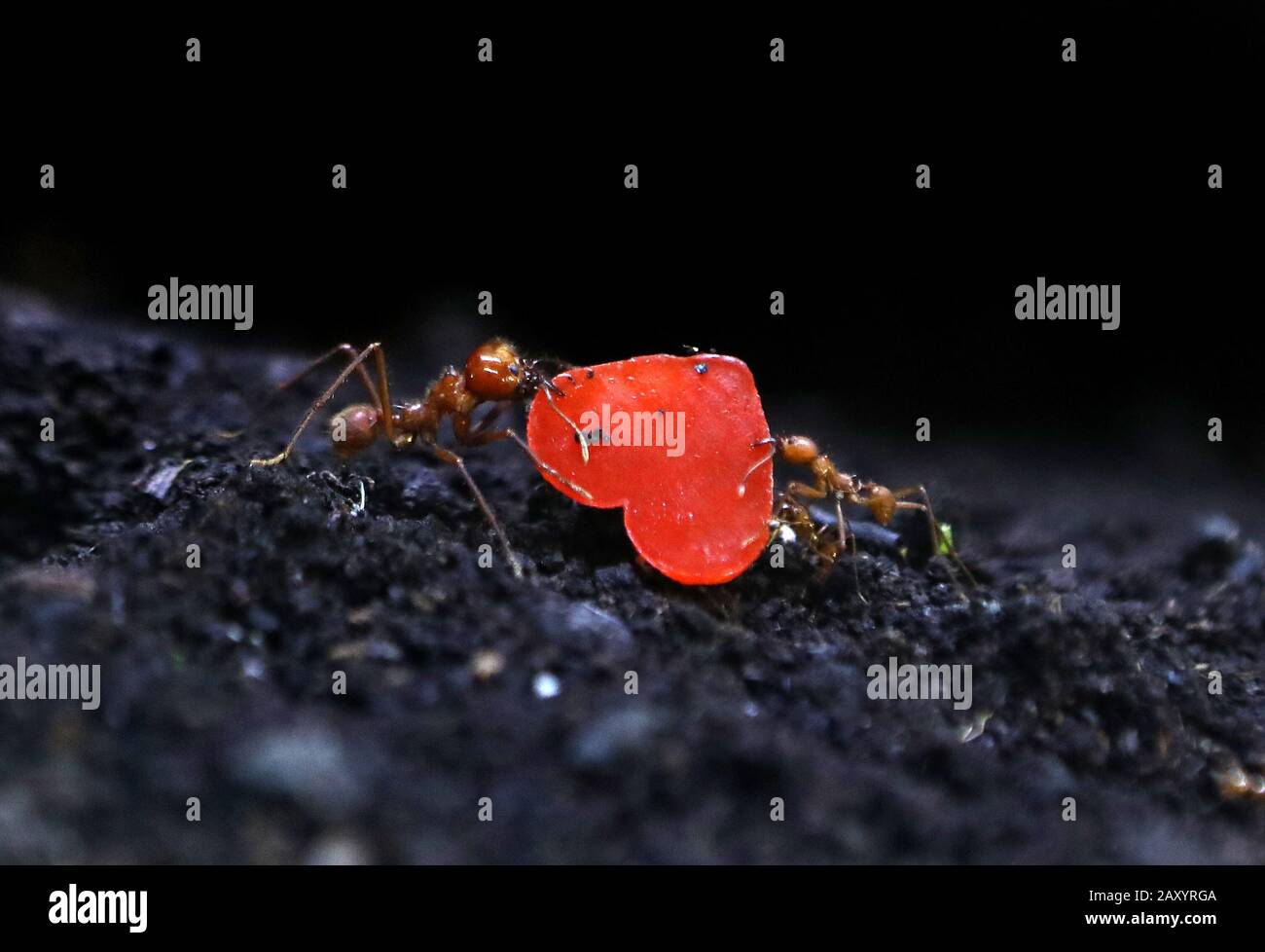 Worker ants will take these heart shaped petals back hi-res stock ...