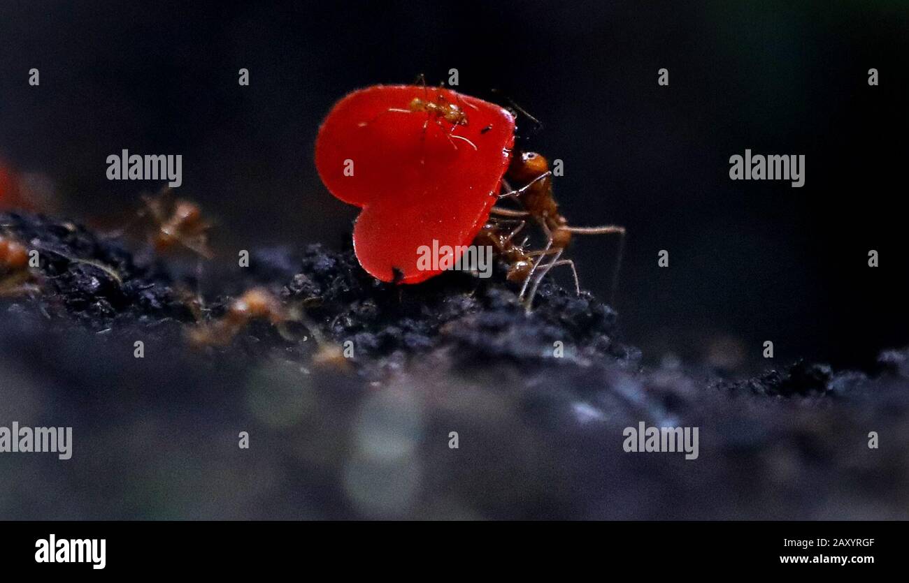 Worker ants will take these heart shaped petals back hi-res stock ...