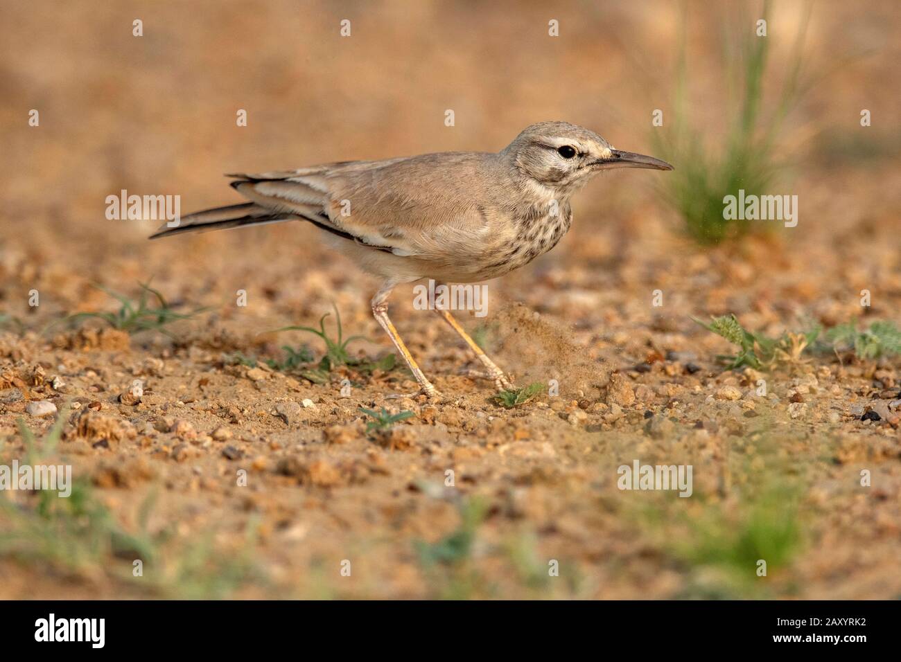 Greater hoopoe-lark, Alaemon alaudipes, Desert National Park, Rajasthan ...