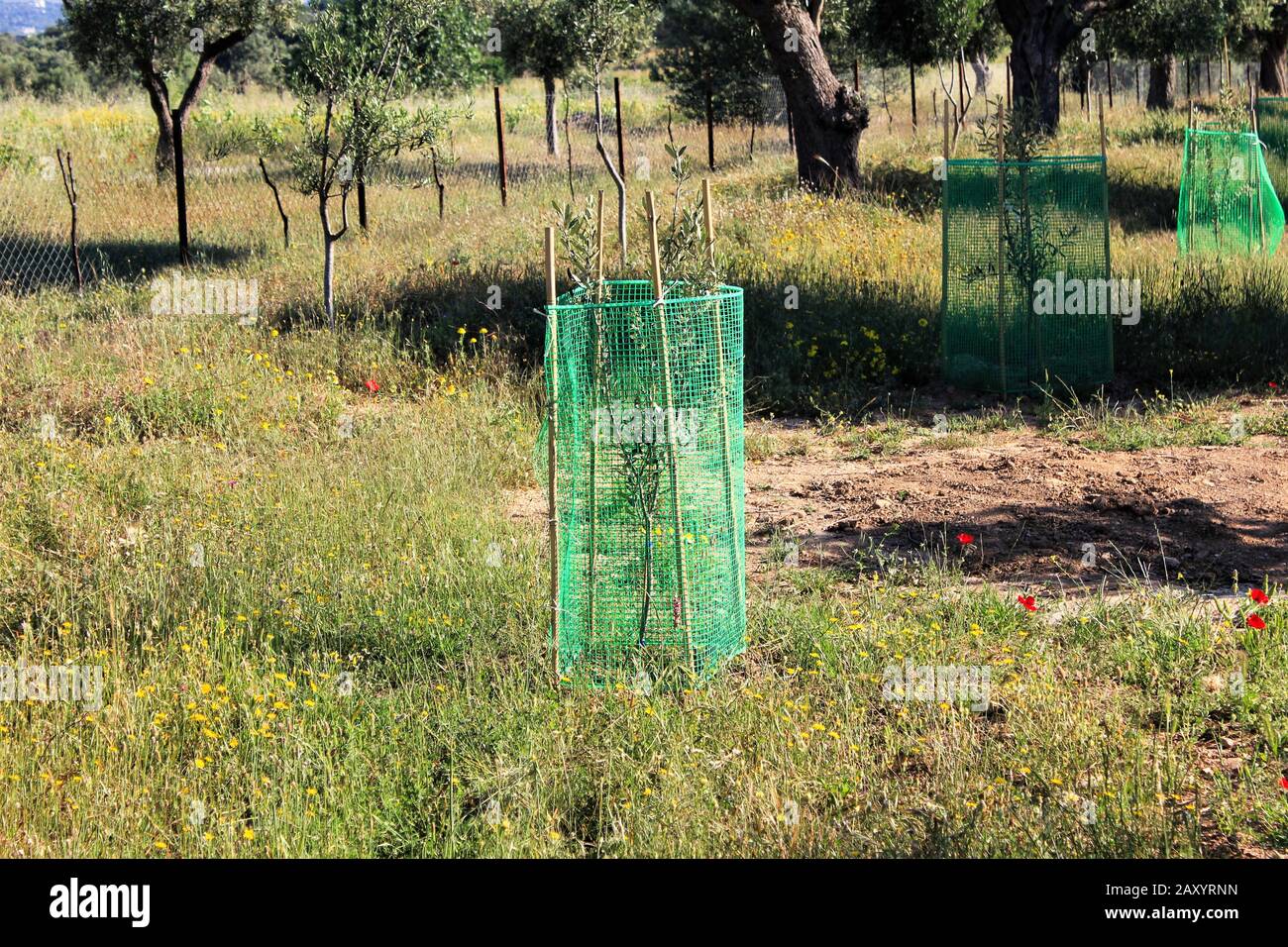 Small olive trees growing in olive grove in Attica, Greece Stock Photo ...