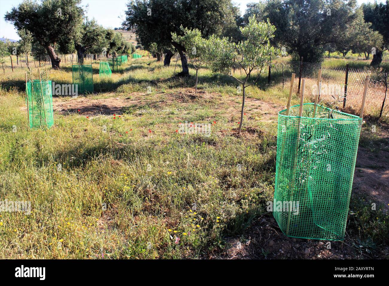 Small olive hi-res stock photography and images - Alamy