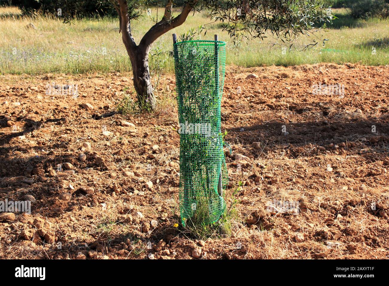 Olive plantation trunk hi-res stock photography and images - Alamy