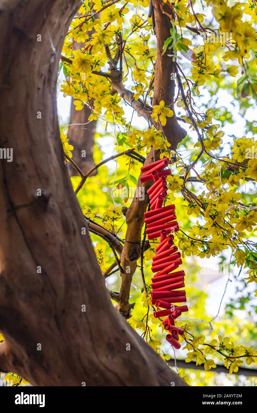 Tet celebration tree hi-res stock photography and images - Alamy