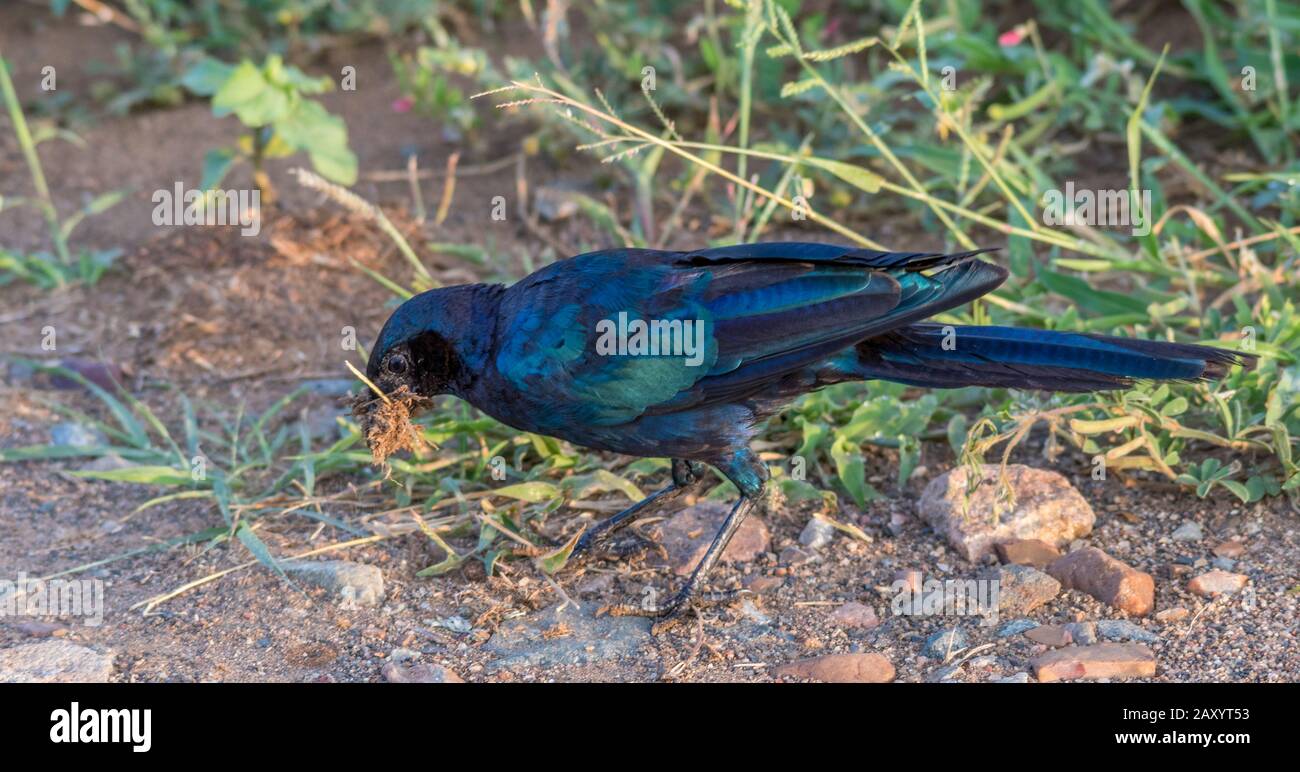 Burchell's starling isolated collecting nesting material in the wild ...