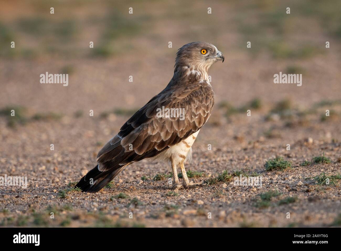 Short-toed snake eagle, Circaetus gallicus, Desert National Park ...