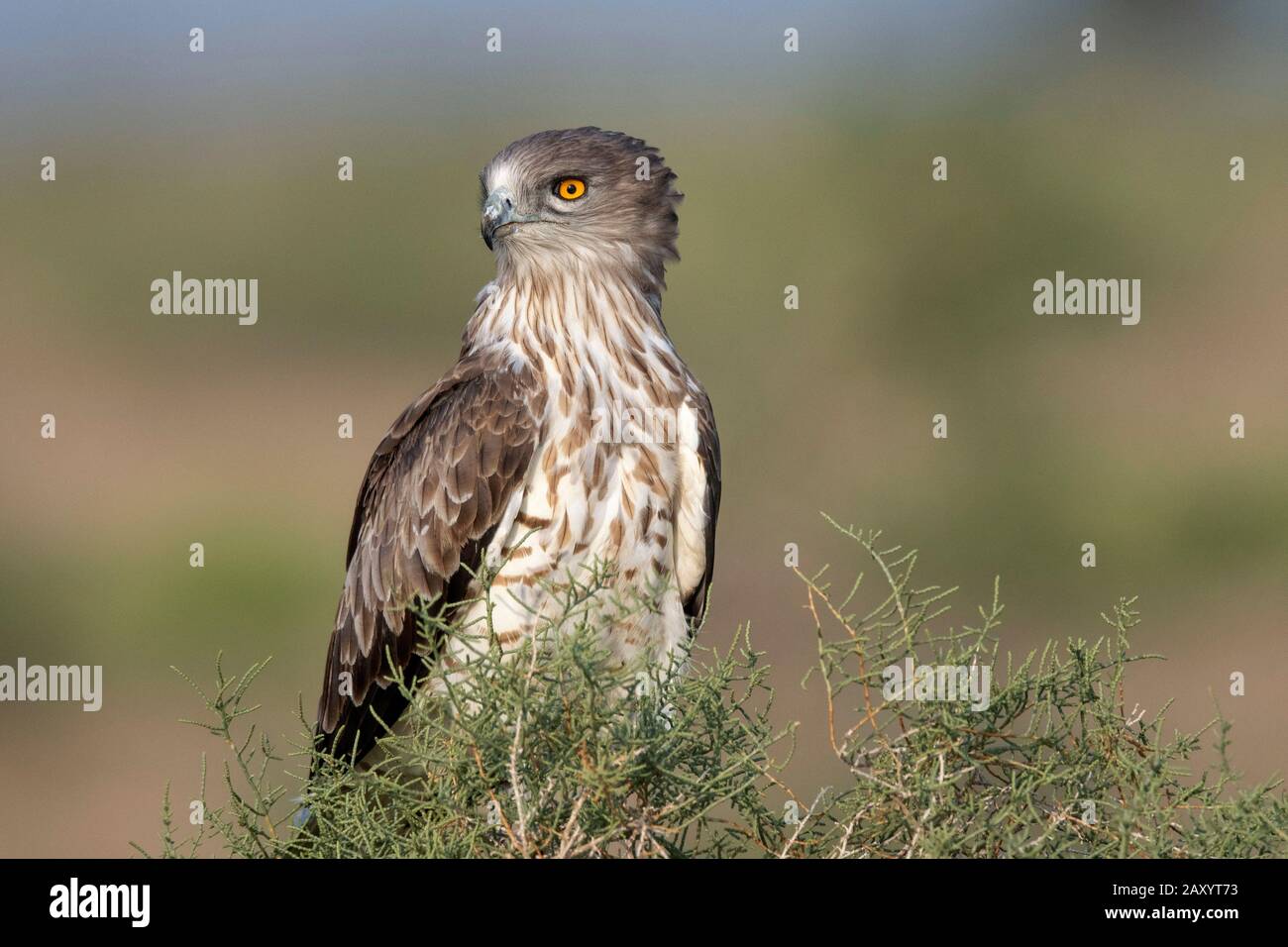 Short-toed snake eagle, Circaetus gallicus, Desert National Park ...