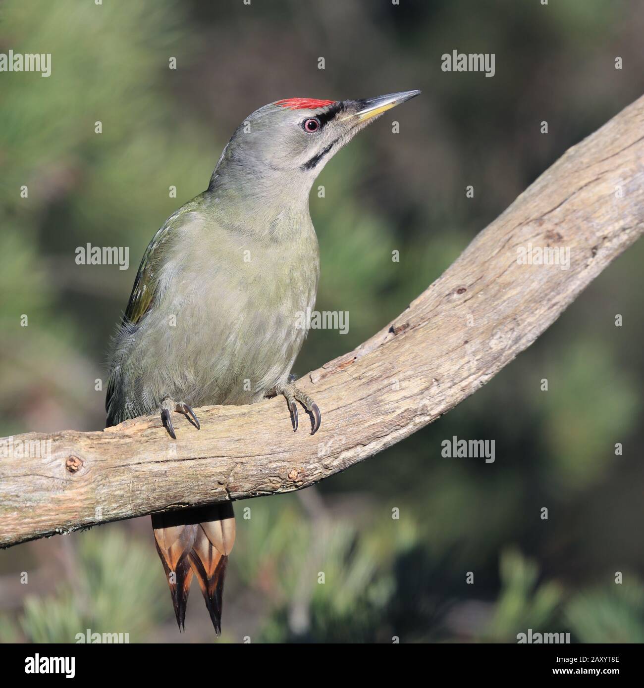 Grey headed woodpecker male hi-res stock photography and images - Alamy
