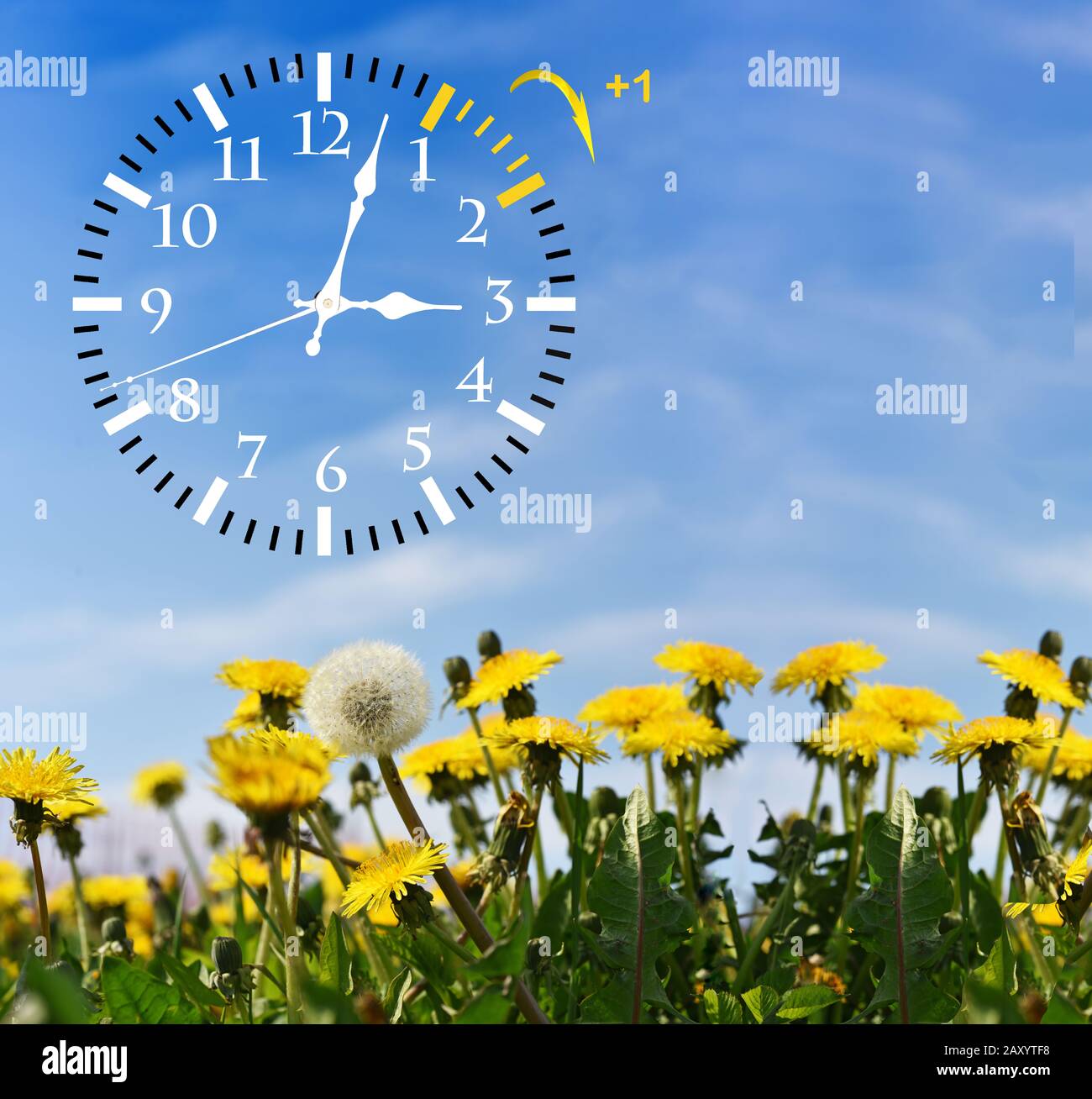 Summer Daylight Saving Time (DST). Blue sky with yellow dandelions ...