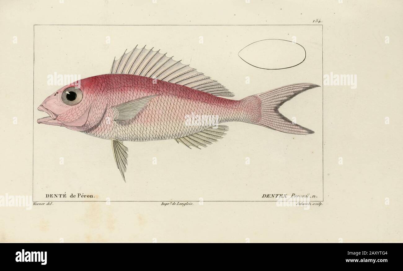 Dentex (Dente) Histoire naturelle des poissons (Natural History of Fish ...