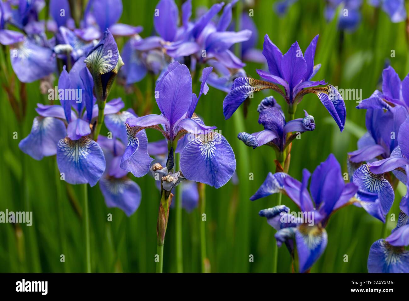 Larger blue flag hi-res stock photography and images - Alamy