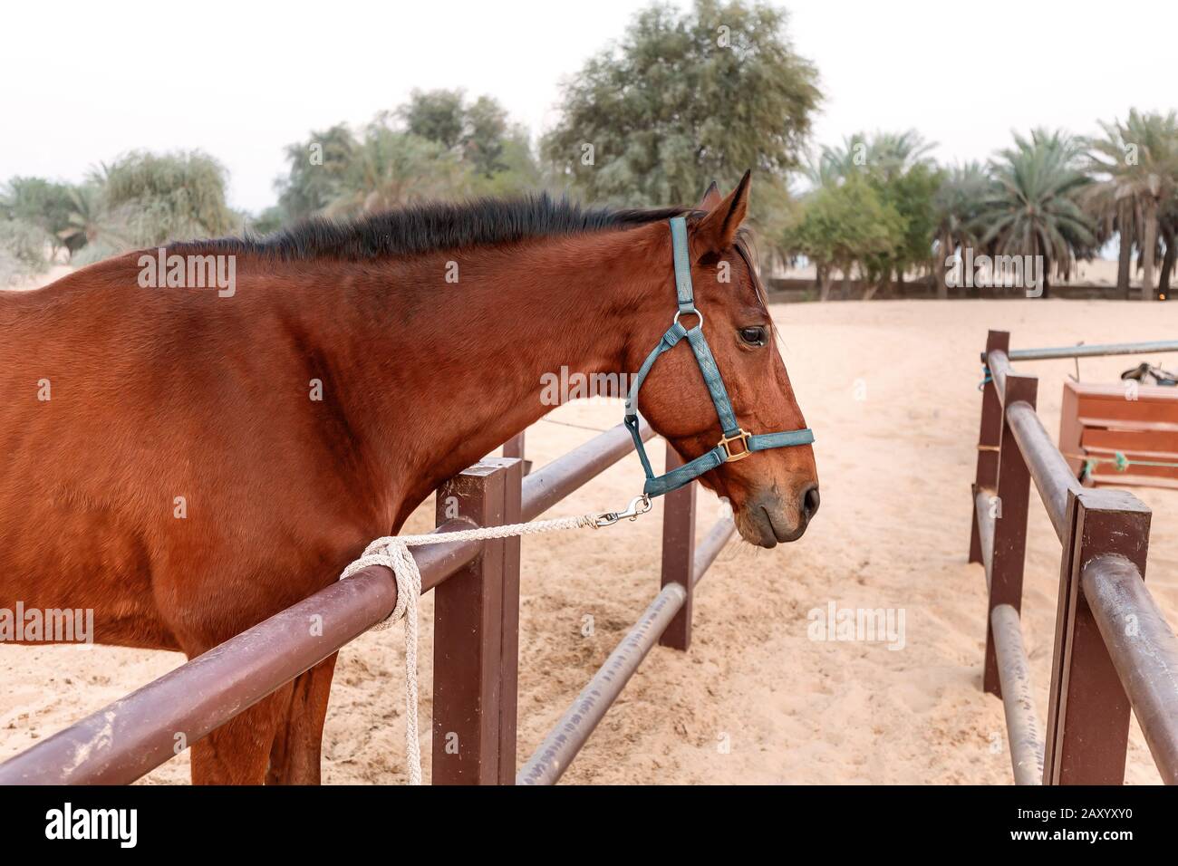 Stall with thoroughbred Arab horses near an ancient village in the ...
