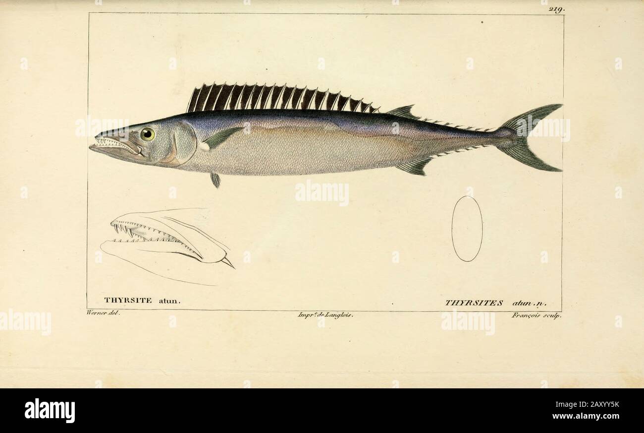 Histoire naturelle des poissons hi-res stock photography and images - Alamy