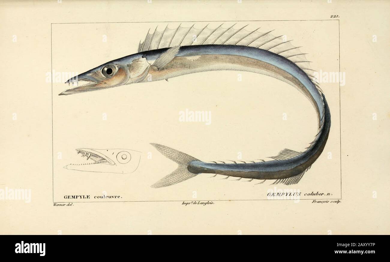 Gempylus from Histoire naturelle des poissons (Natural History of Fish ...