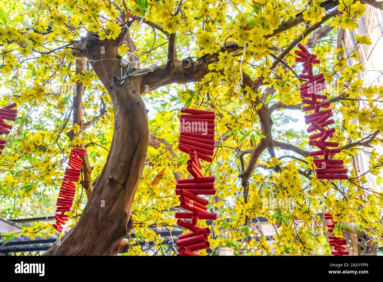 Firecrackers hanging on blooming apricot blossom tree in Tet Holiday ...