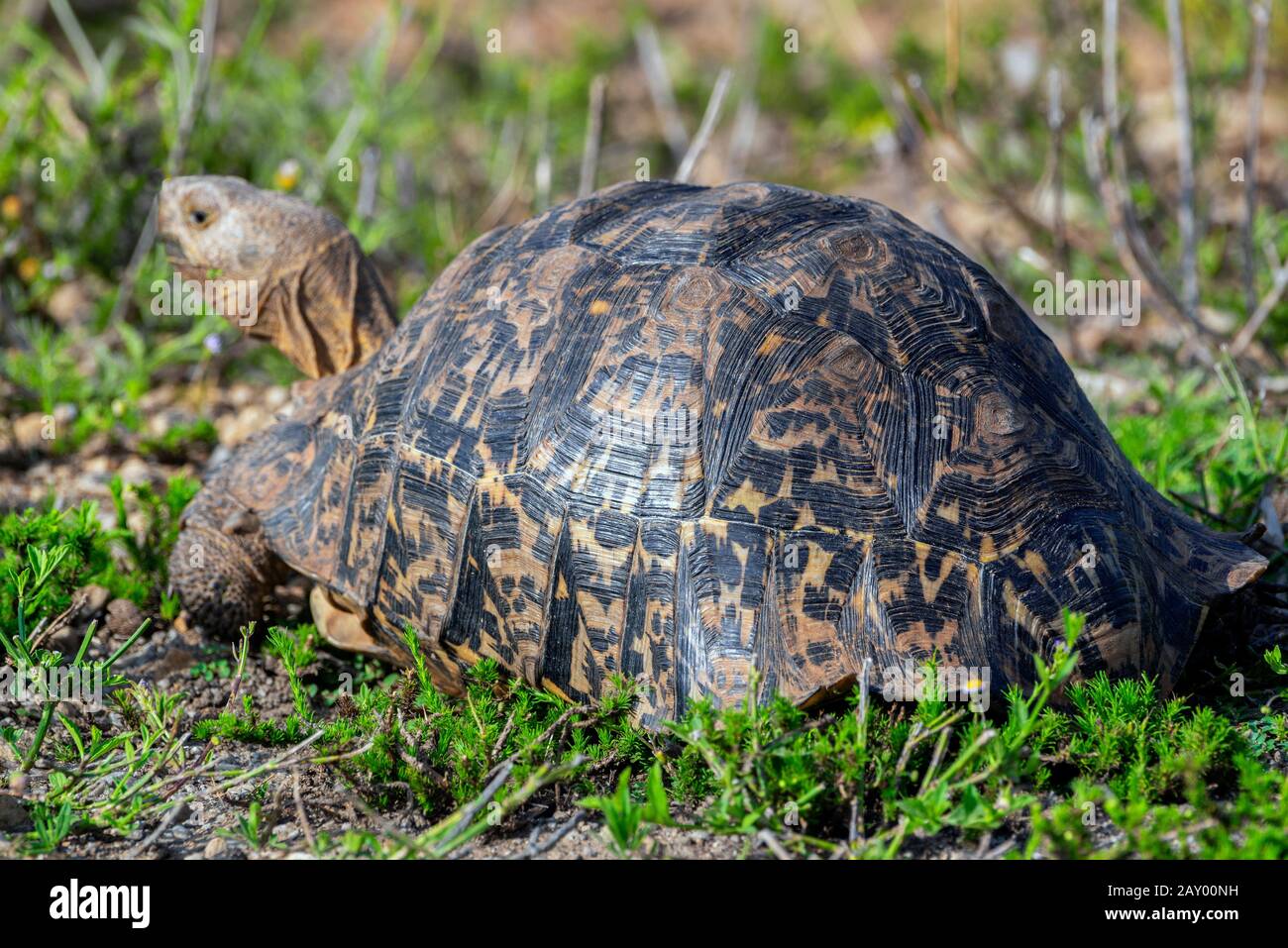 South African Tortoise High Resolution Stock Photography and Images - Alamy