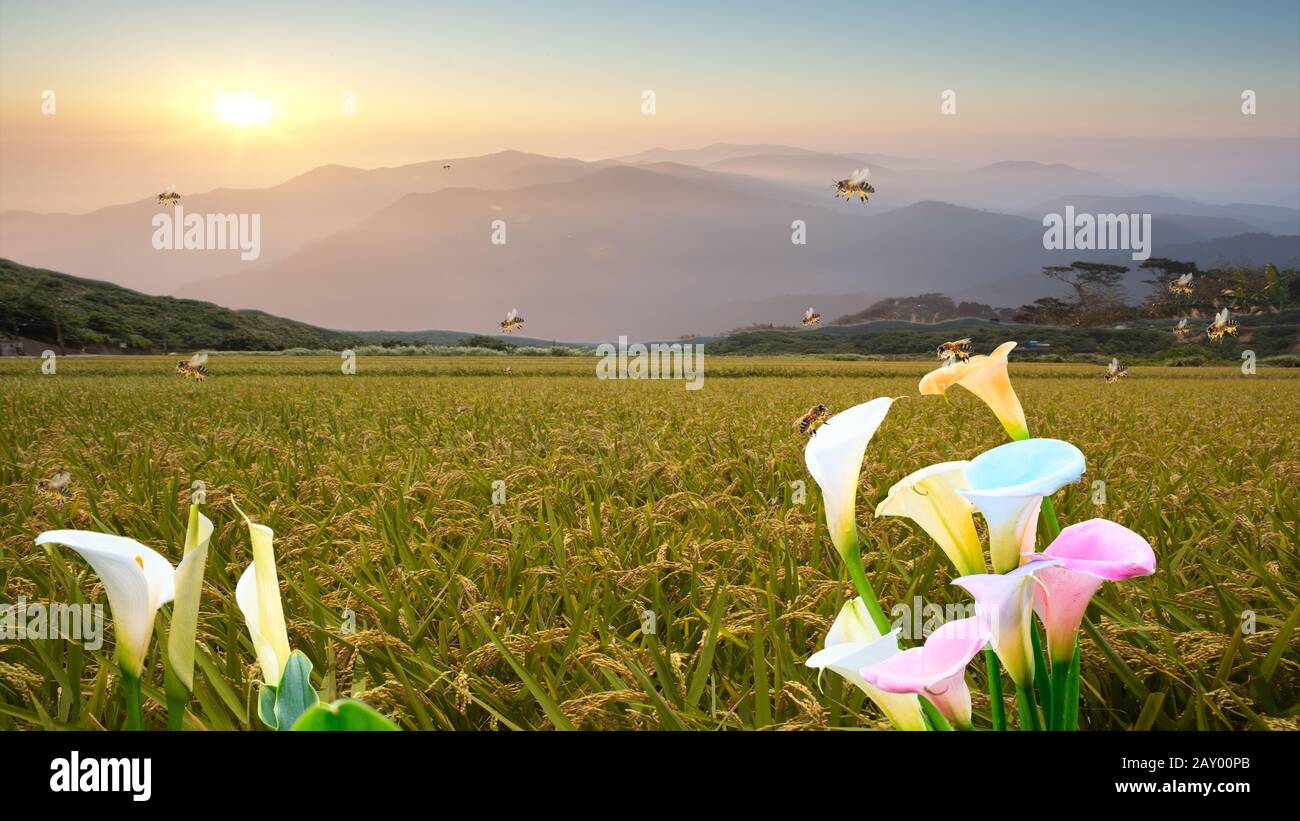 The Little bee collecting nectar on the yellow pollen of white Calla ...