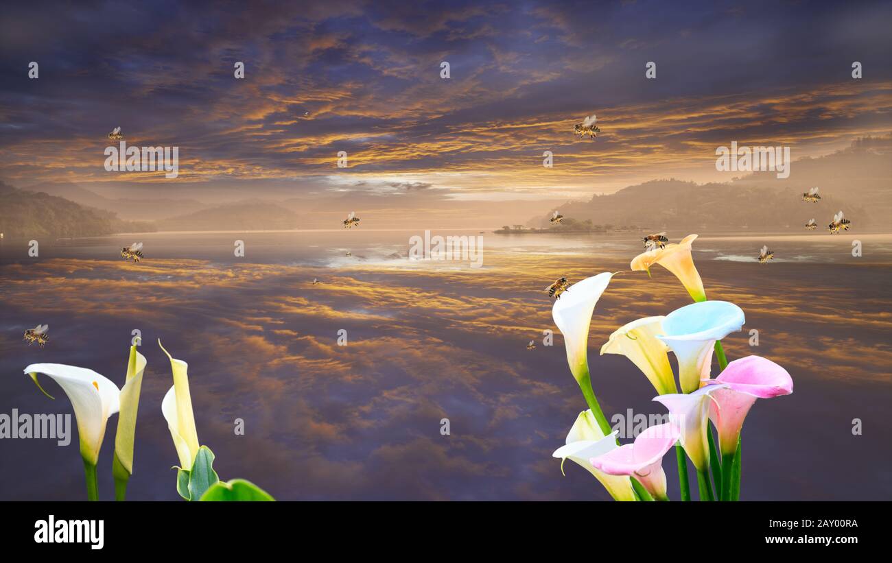 The Little bee collecting nectar on the yellow pollen of white Calla ...