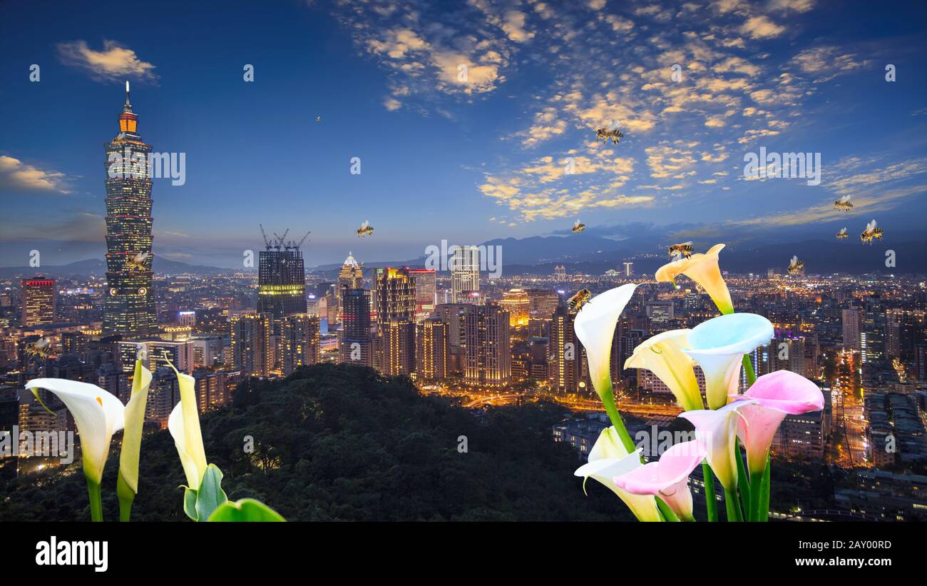 The Little bee collecting nectar on the yellow pollen of white Calla ...