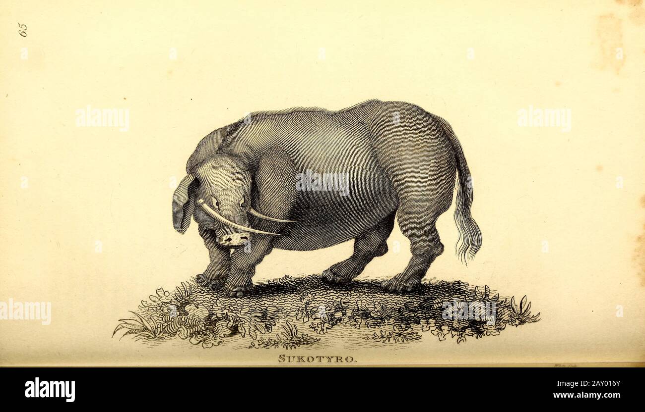 Legendary animal hi-res stock photography and images - Alamy