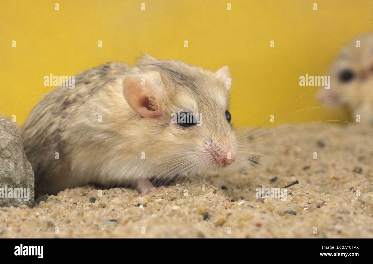 Fat-tailed mouse, Fat-tailed gerbil, Pachyuromys Duprasi, Fat-tailed ...