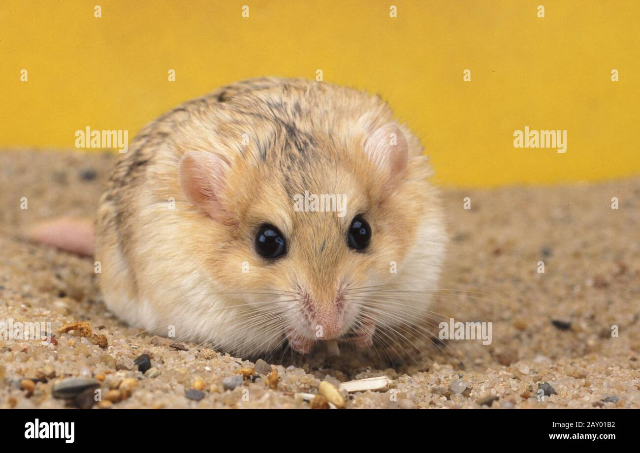 Fat tailed gerbil hi-res stock photography and images - Alamy