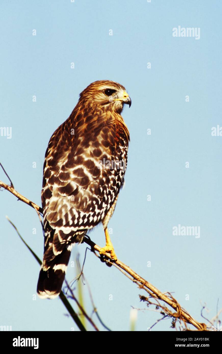 Red Tailed Hawk Eating Chicken