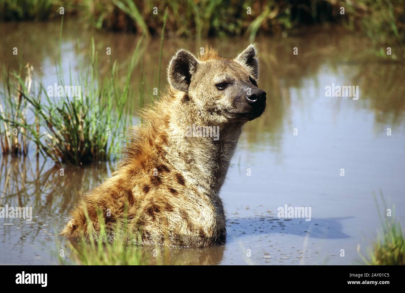 Laughing heyena hi-res stock photography and images - Alamy