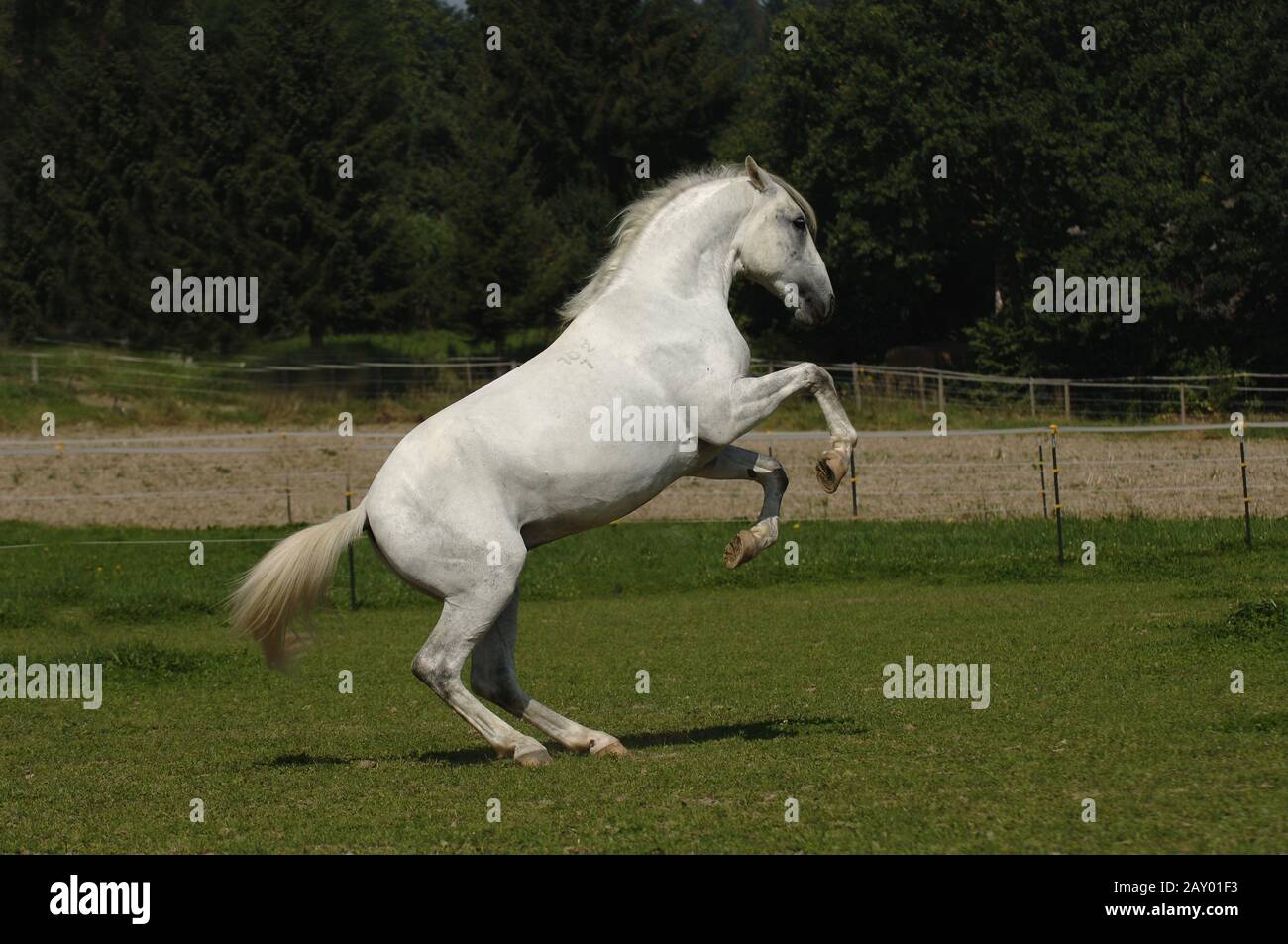 Caballos lipizzan hi-res stock photography and images - Alamy
