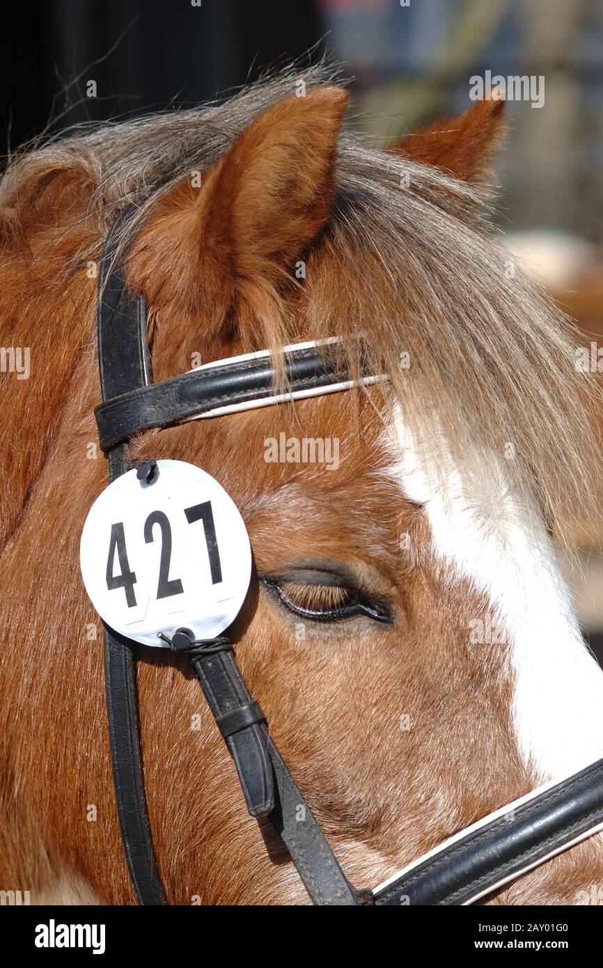 Horse with start number, detailed view, detail of an Horse start number ...