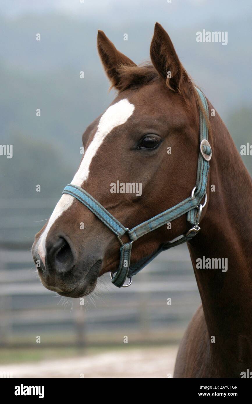 Cavallo oldenburg hi-res stock photography and images - Alamy