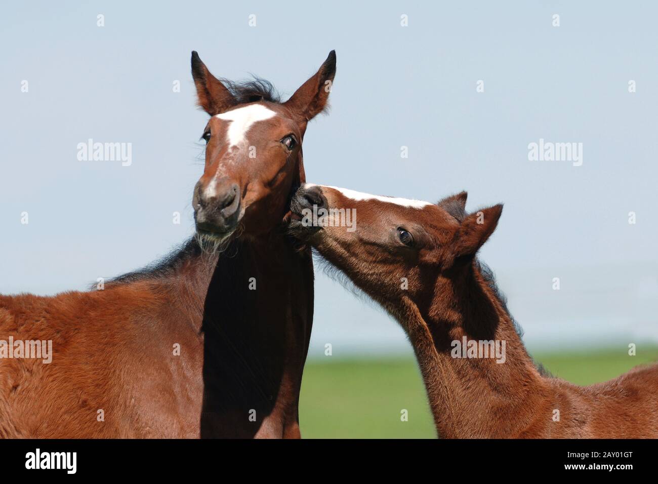Trotter, Trotter Horse, Trotter Horse, Pacer, Standardbred Horse ...