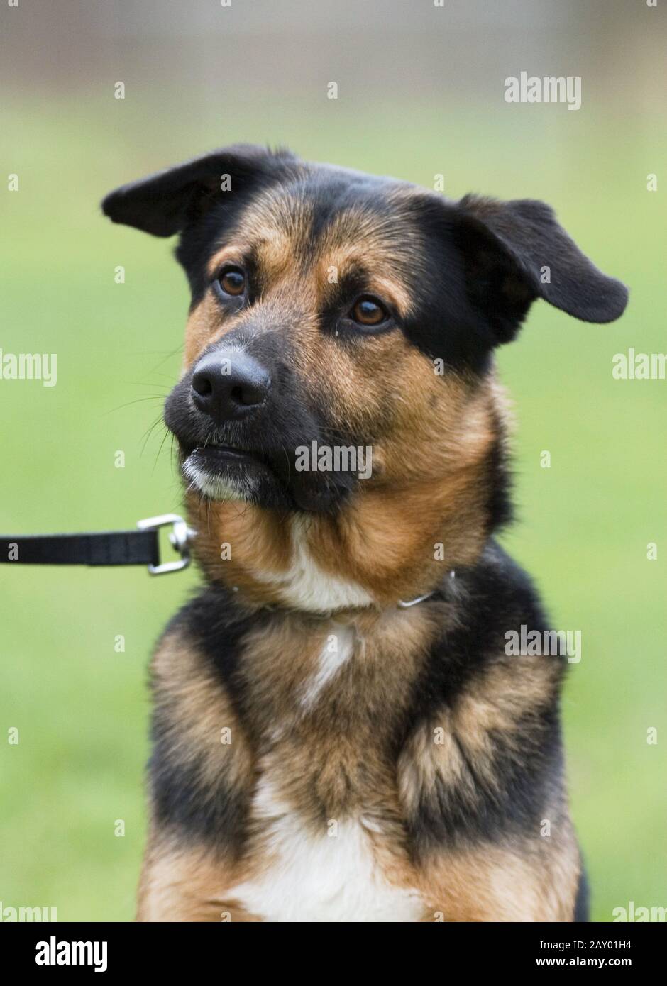 Schaeferhund, Shepherd, junger, junghund, young dog Stock Photo - Alamy