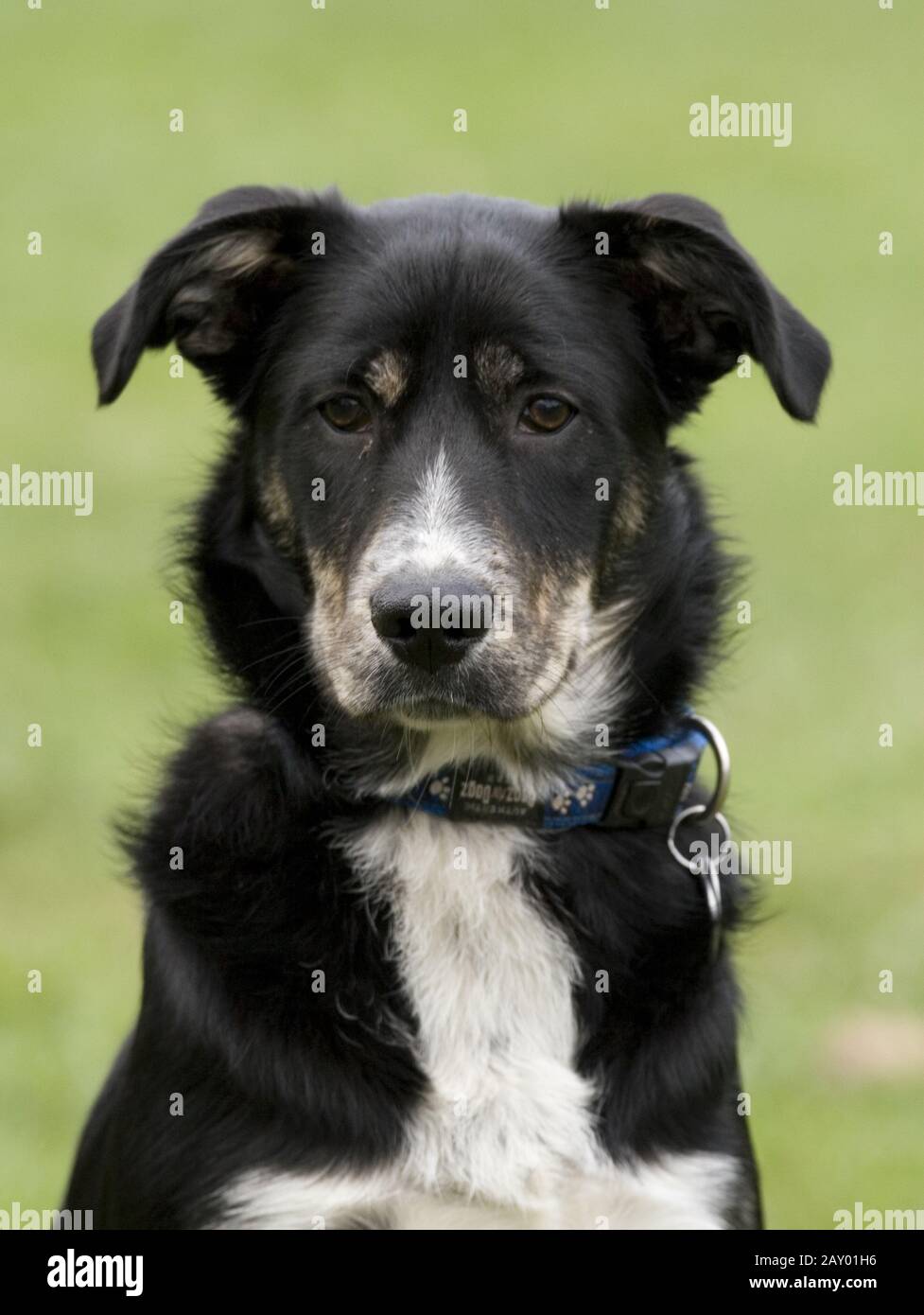 Mischlingshund, Labrador-Australian Shepherd, Mixed-Breed Dog Stock ...