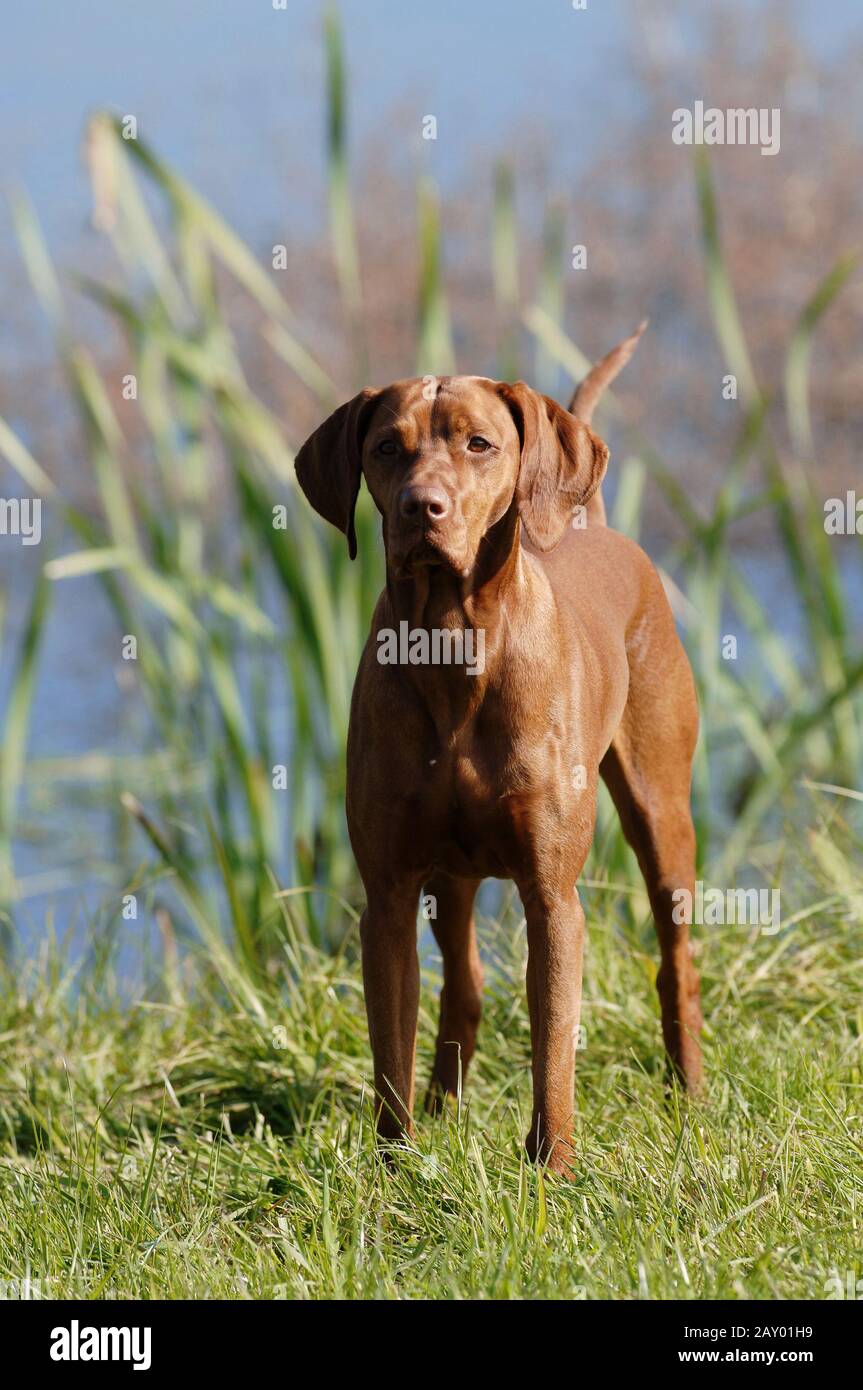 Magyar Viszla-Huendin, female Magyar Viszla Dog Stock Photo - Alamy