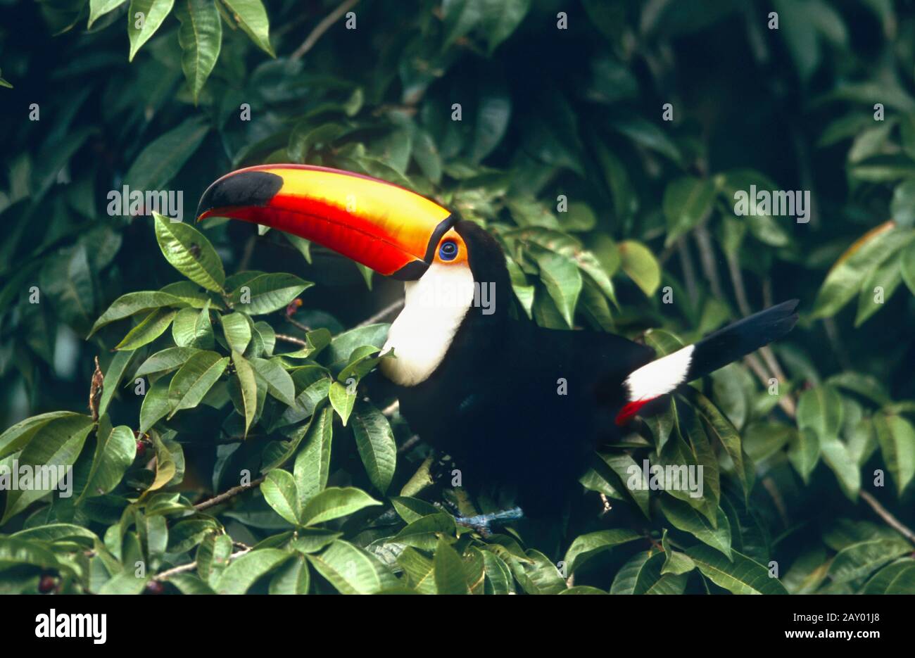 Riesentukan, Iguacu, Brasilien, Tukan, giant toucans, regenwald ...